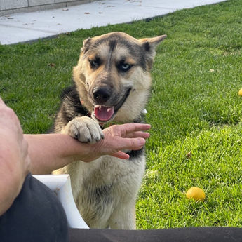 Sheebah - Puppy Area