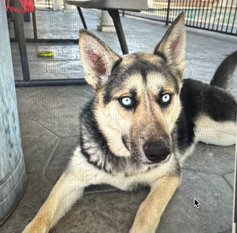 Sheebah - Puppy Area