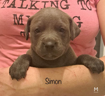 Simon - Puppy Area