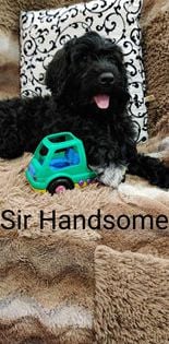 Sir Handsome - Puppy Area