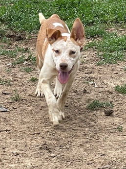 Splenda - Puppy Area