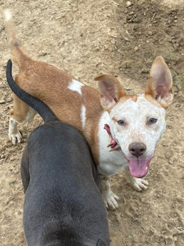 Splenda - Puppy Area