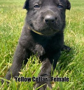 Susan Bl Gsd puppy - Puppy Area