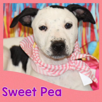 Sweet Pea - Puppy Area