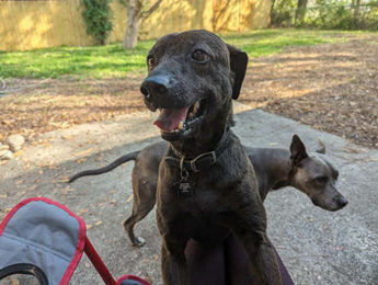 Toe Beans - Puppy Area
