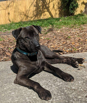 Toe Beans - Puppy Area