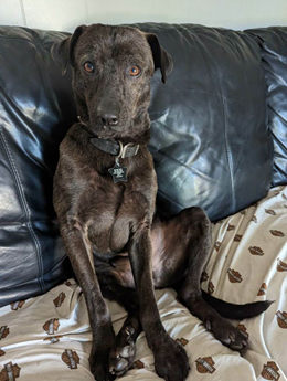 Toe Beans - Puppy Area