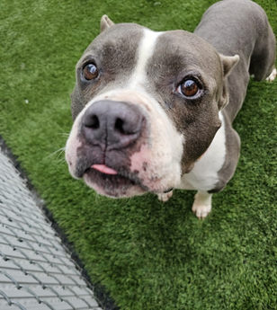 Bee Gee - Puppy Area