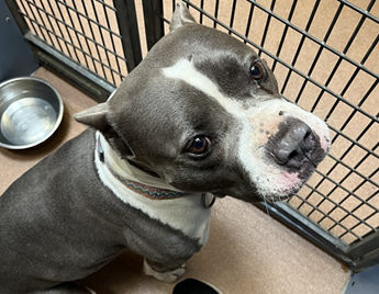 Bee Gee - Puppy Area