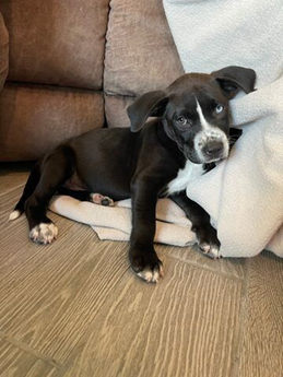 Blue Puppet - Puppy Area