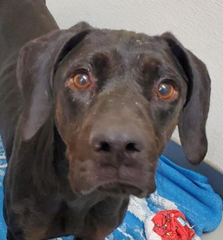 Blueberry – Foster or Adopt Me! - Puppy Area