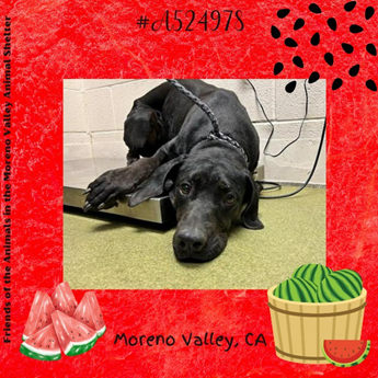 Blueberry – Foster or Adopt Me! - Puppy Area