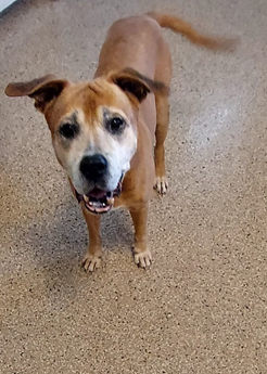 Charlie Chopper - Puppy Area