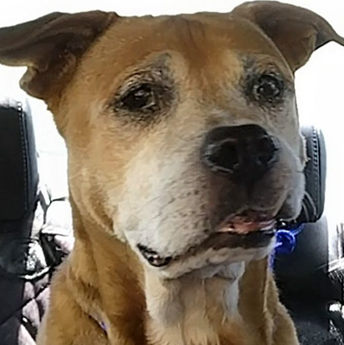 Charlie Chopper - Puppy Area