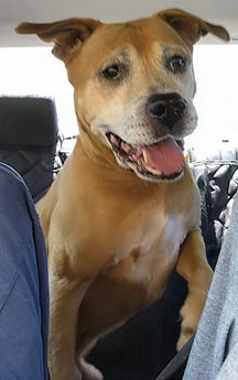 Charlie Chopper - Puppy Area