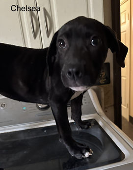 Chelsea - Puppy Area