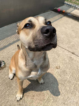 Courtney - Puppy Area