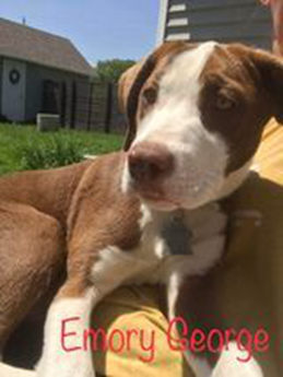 Emory George - Puppy Area