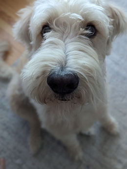 Finnian - Puppy Area