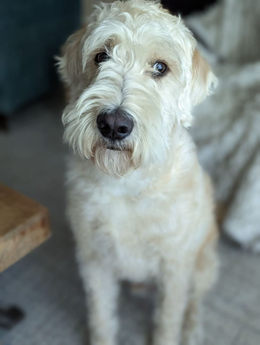 Finnian - Puppy Area