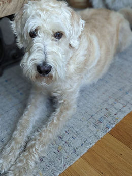 Finnian - Puppy Area