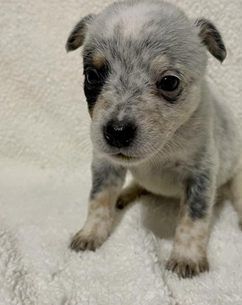 Freedom - Puppy Area