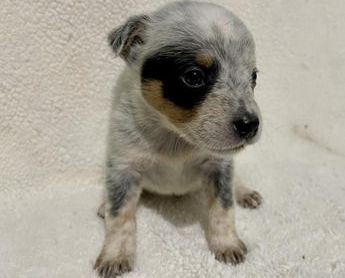 Freedom - Puppy Area