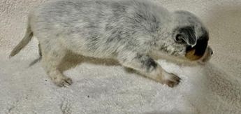 Freedom - Puppy Area