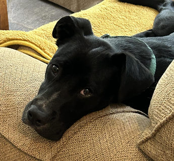 Freedom - Puppy Area