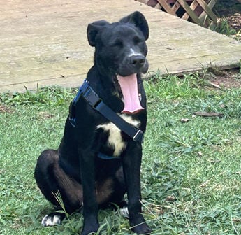 Freedom - Puppy Area