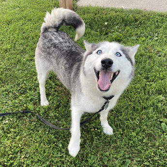 Hilary Ruff - Puppy Area