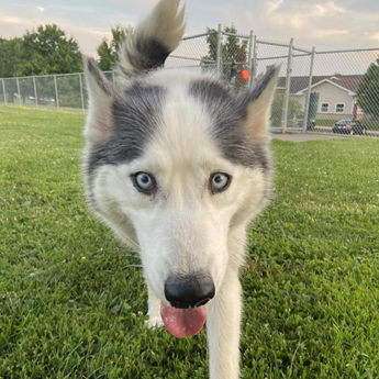 Hilary Ruff - Puppy Area