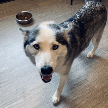 Hilary Ruff - Puppy Area