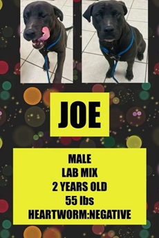 Joe - Puppy Area