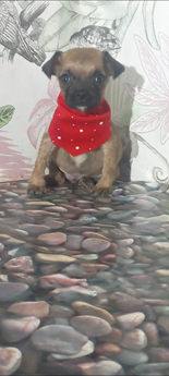 Julio #2 - Puppy Area