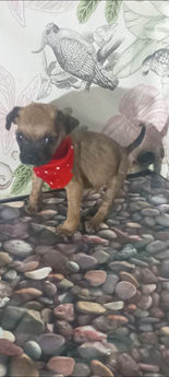 Julio #2 - Puppy Area