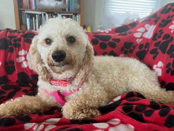 Kelly Clarkson - Puppy Area