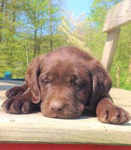 Lady – English - Puppy Area