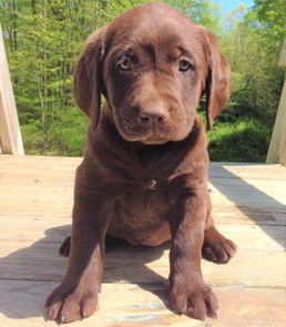 Lady – English - Puppy Area