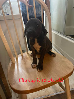Lilly Bug - Puppy Area