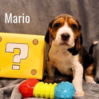 Mario (Super Mario Brothers Pups) - Puppy Area