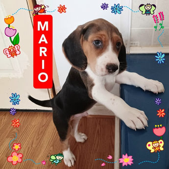 Mario (Super Mario Brothers Pups) - Puppy Area