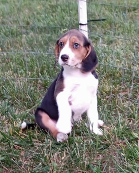 Mario (Super Mario Brothers Pups) - Puppy Area