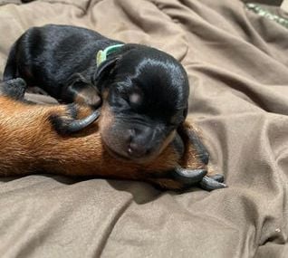 Mike Wazowski - Puppy Area