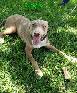 Mocha - Puppy Area