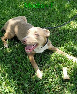 Mocha - Puppy Area