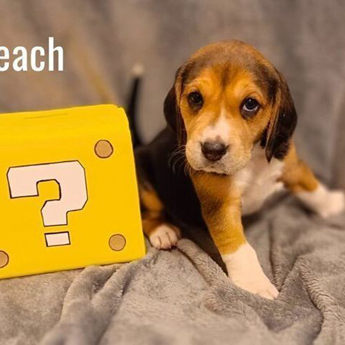 Peach (Super Mario Brothers Pups) - Puppy Area