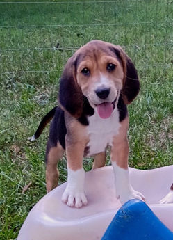 Peach (Super Mario Brothers Pups) - Puppy Area