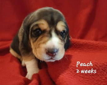 Peach (Super Mario Brothers Pups) - Puppy Area