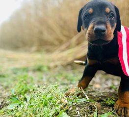 Rambo Full Euro - Puppy Area